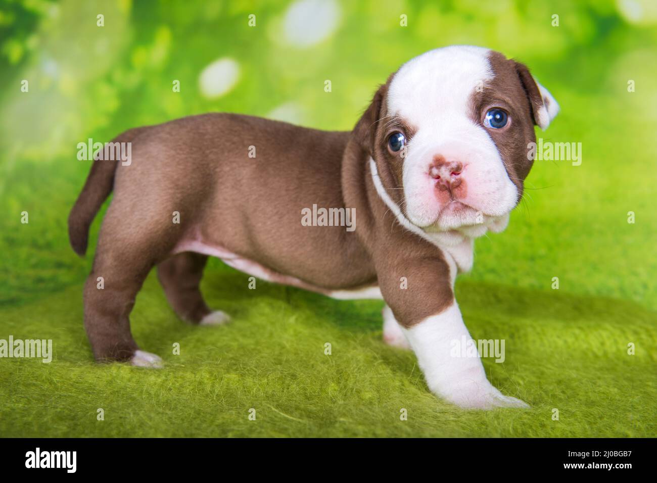 Funny American Bullies puppy on green background Stock Photo - Alamy