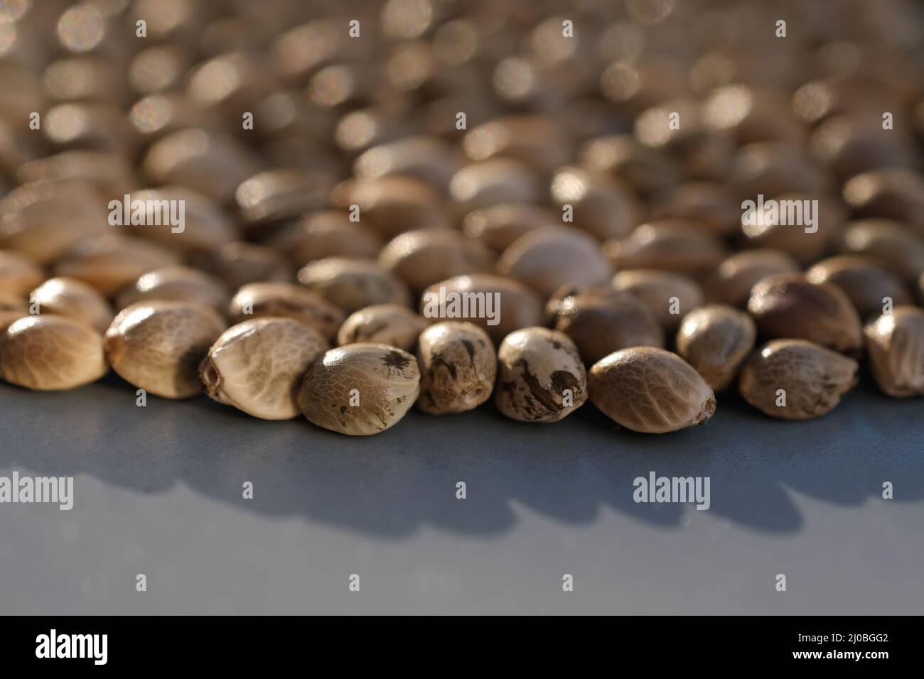 Marijuana seeds hi-res stock photography and images - Alamy