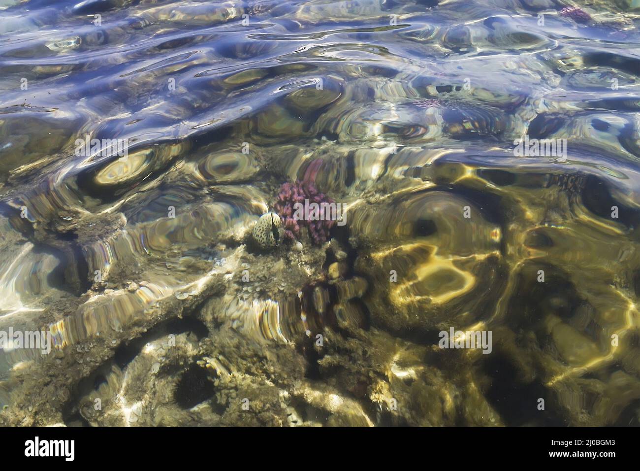 Underwater world of the Red Sea Stock Photo - Alamy