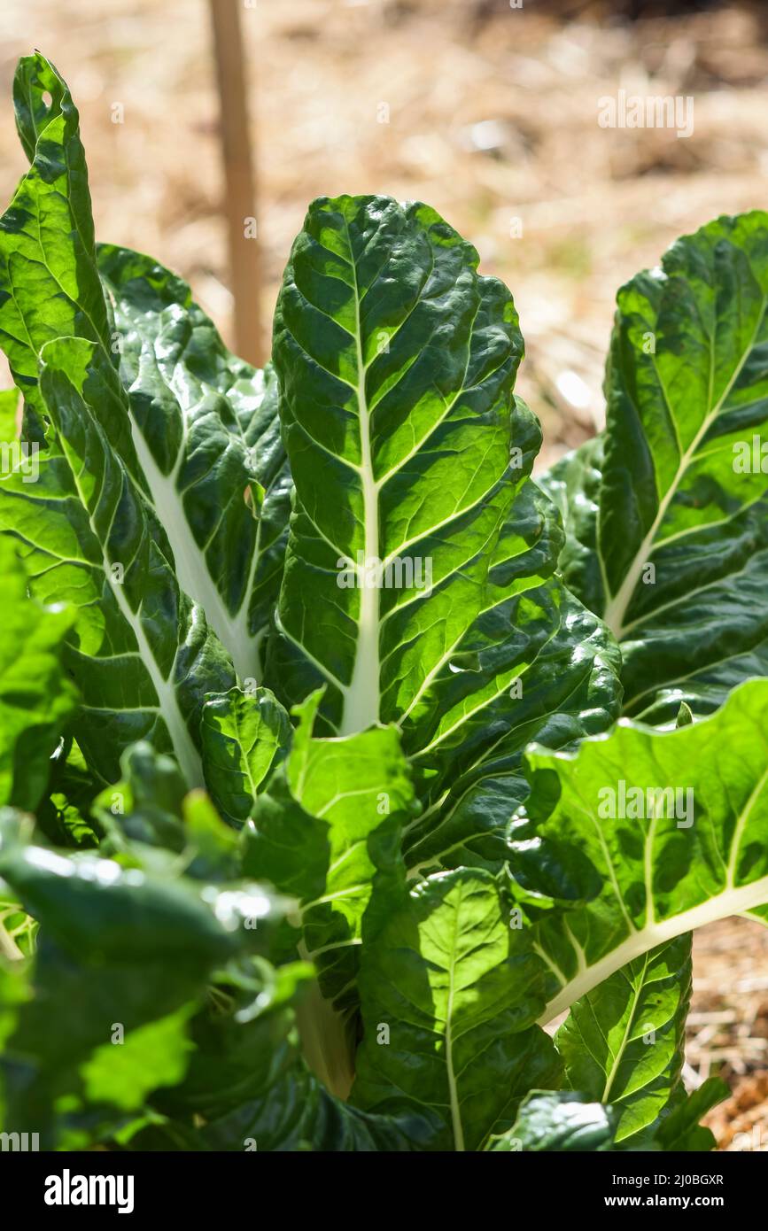 Organic chinese chard hi-res stock photography and images - Alamy