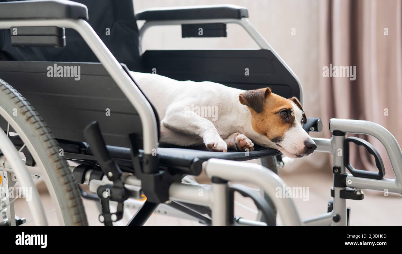 Jack Russell Service Dog