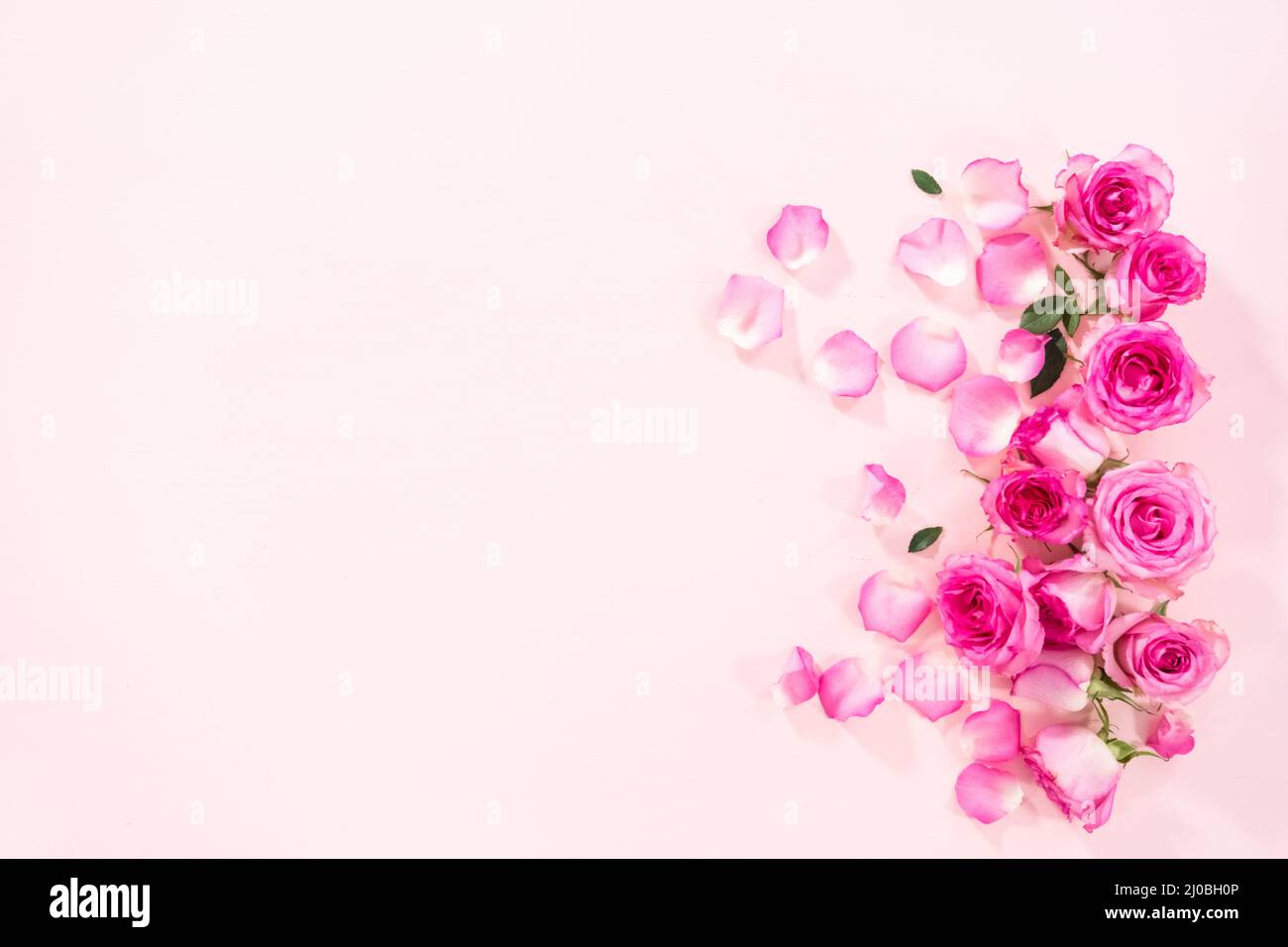 Flat lay. Pink roses and rose petals on a pink background Stock Photo ...