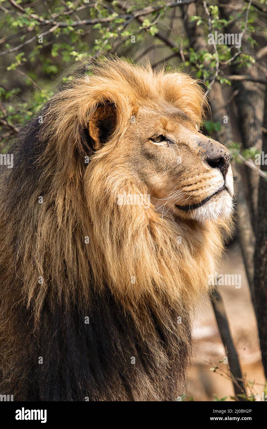Portrait of a huge male lion at kruger national park south africa Stock ...