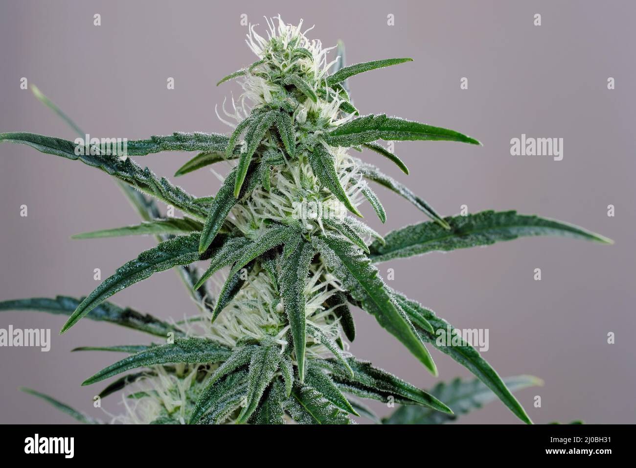 Blooming cannabis bush. Fresh marijuana plant. Green hemp buds on gray ...