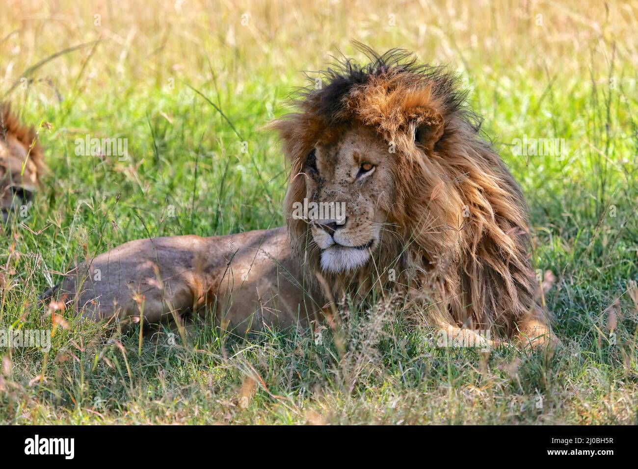 Portrait of a the lion named scarface at the masai mara national park ...