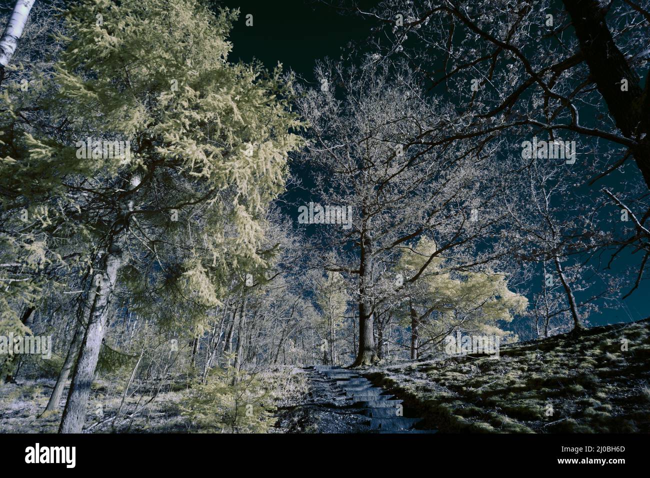 Infrared 720nm landscape with glowing white vegetation, surreal ...