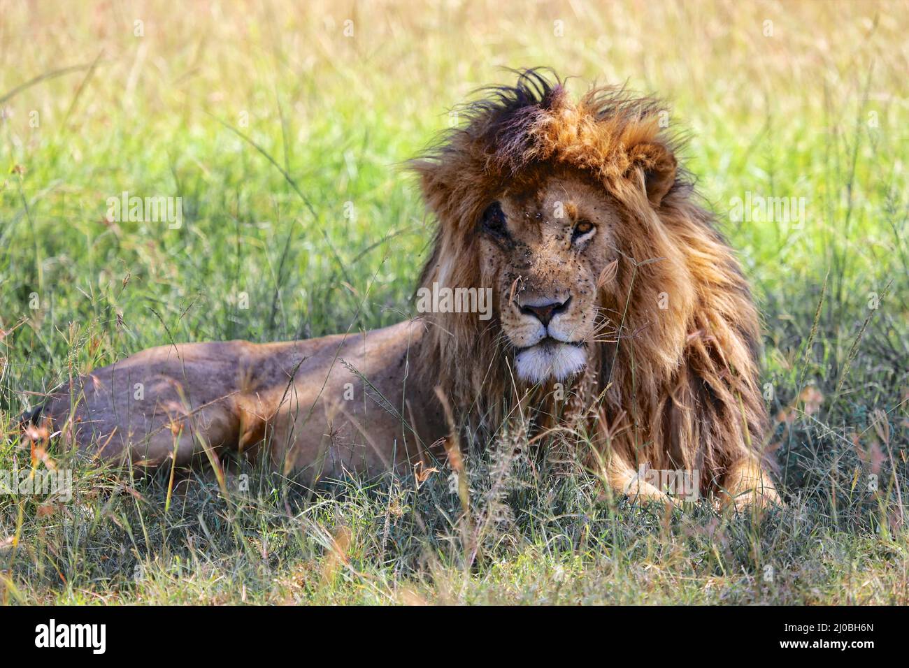 Portrait of a the lion named scarface at the masai mara national park ...