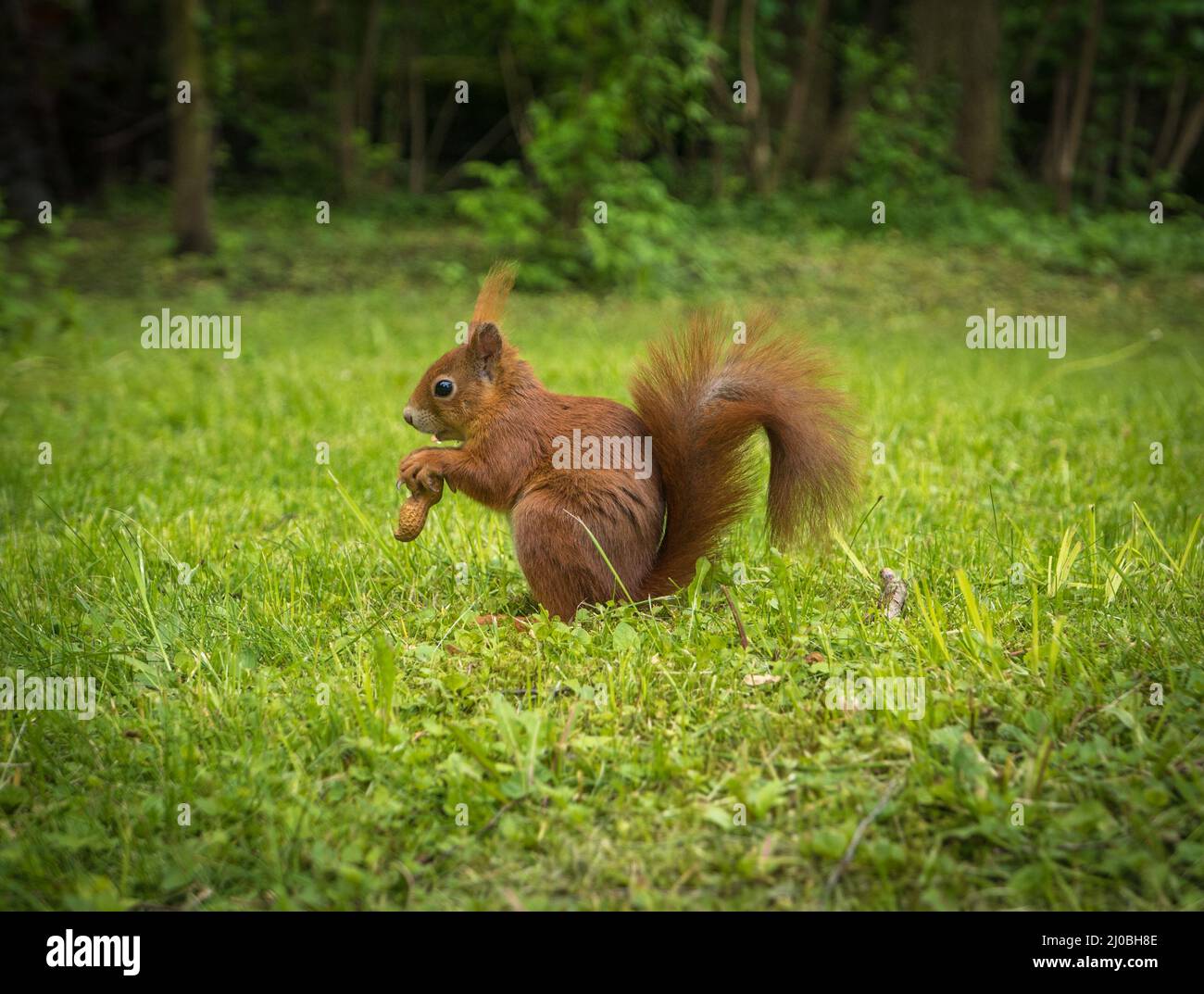 Peanut park hi-res stock photography and images - Alamy