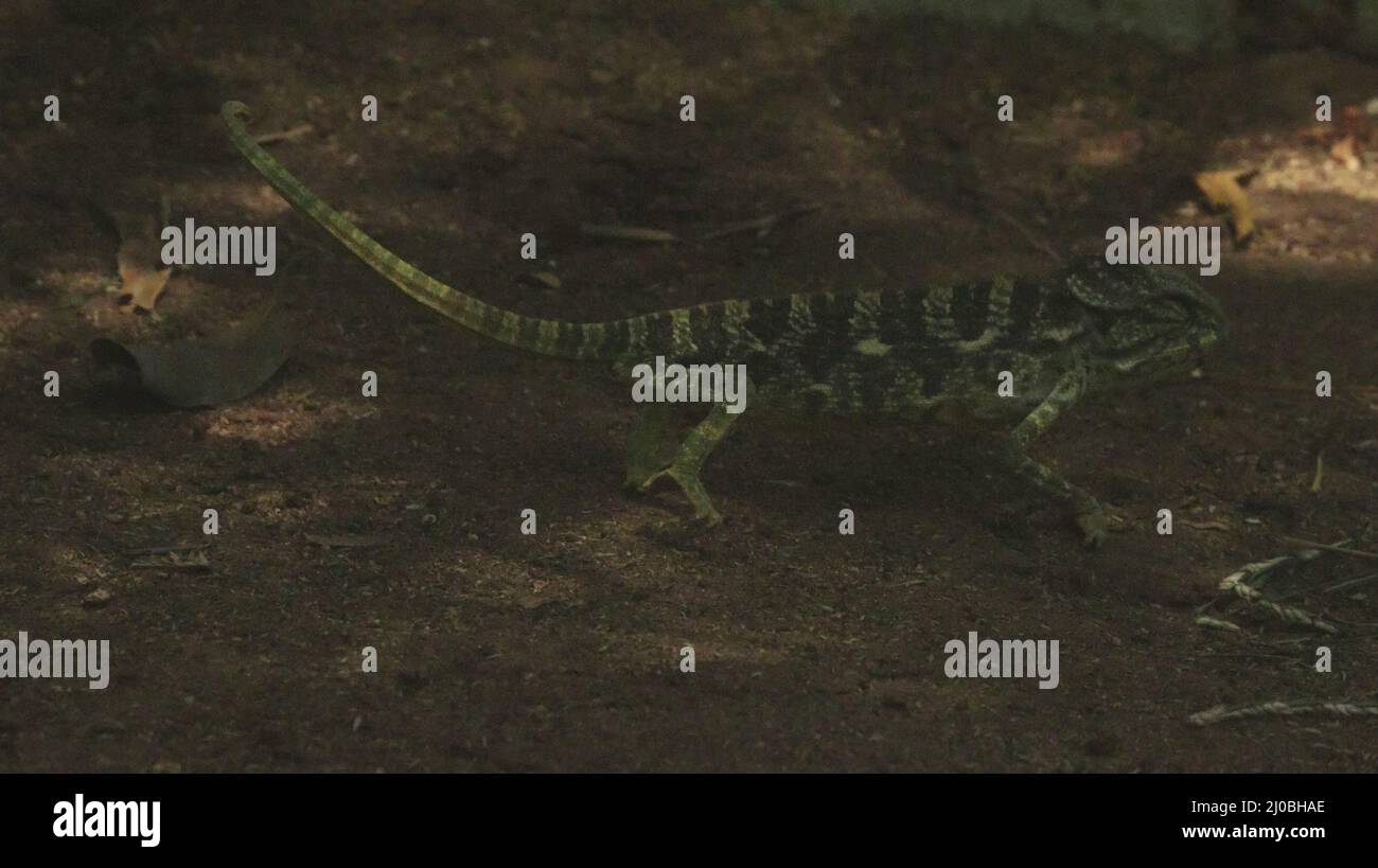 Chameleon standing on the ground in the dark Stock Photo - Alamy