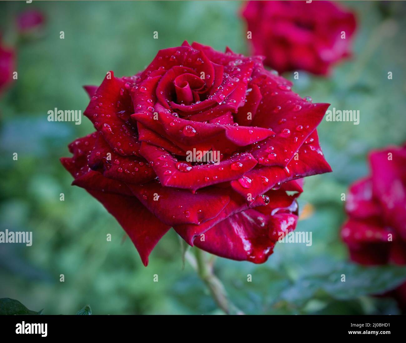 Red rose on the flowerbed closeup Stock Photo - Alamy