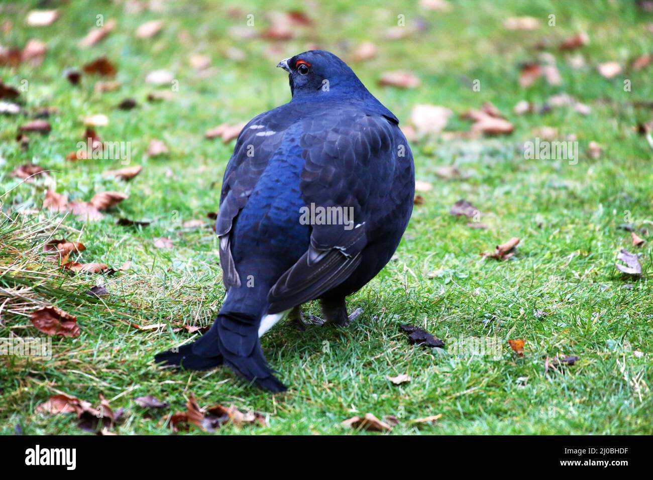 Black Grouse Tetrao tetrix male at the bavarian forest national park ...