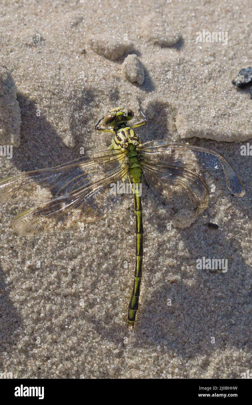 Dragonfly view hi-res stock photography and images - Alamy