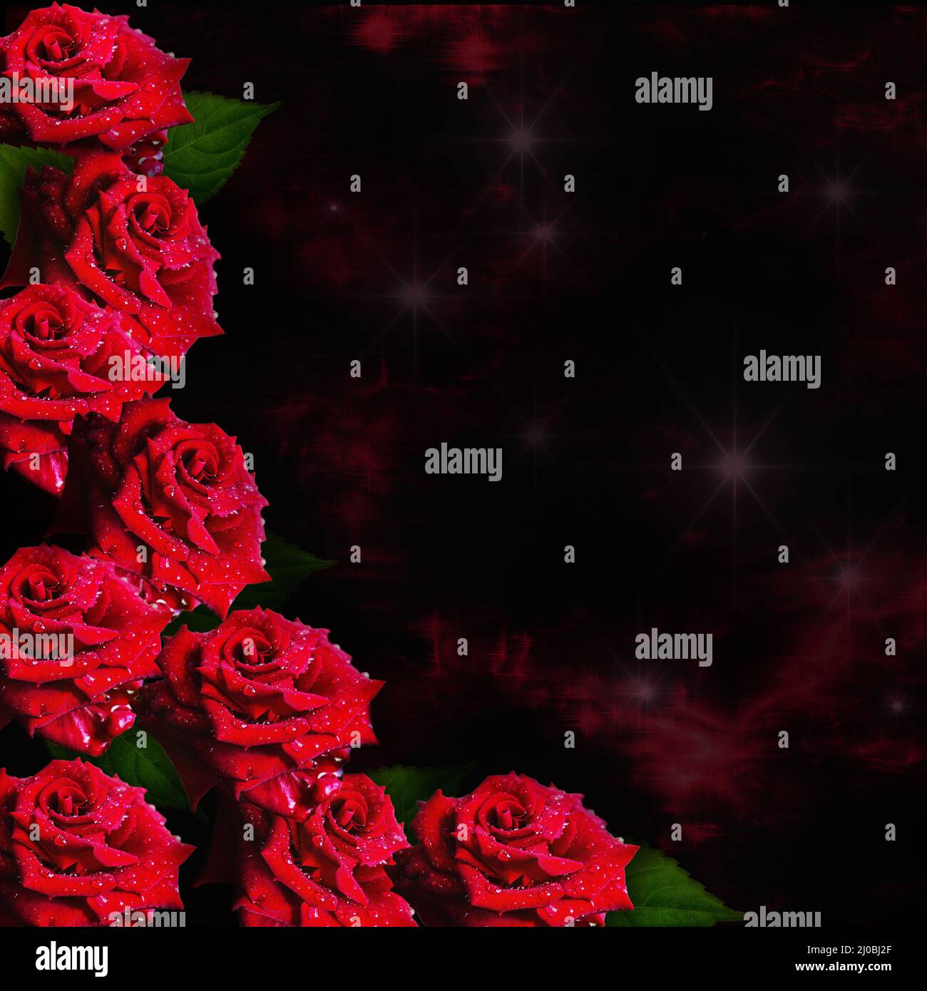 Dark background with beautiful red roses Stock Photo - Alamy