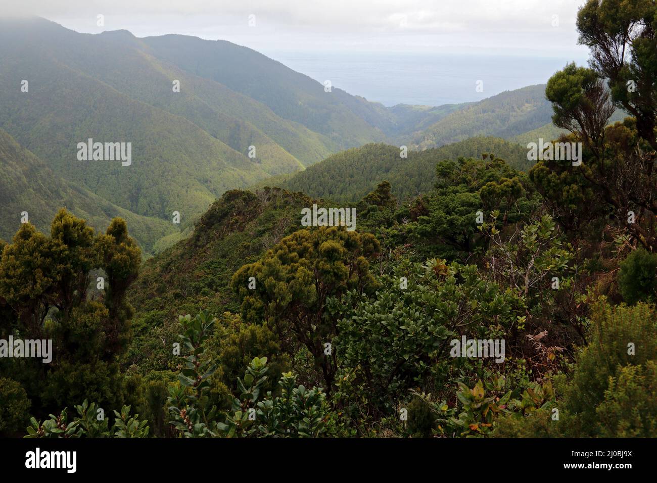 Laurisilva, laurel forest, Sao Miguel island, Azores Stock Photo - Alamy