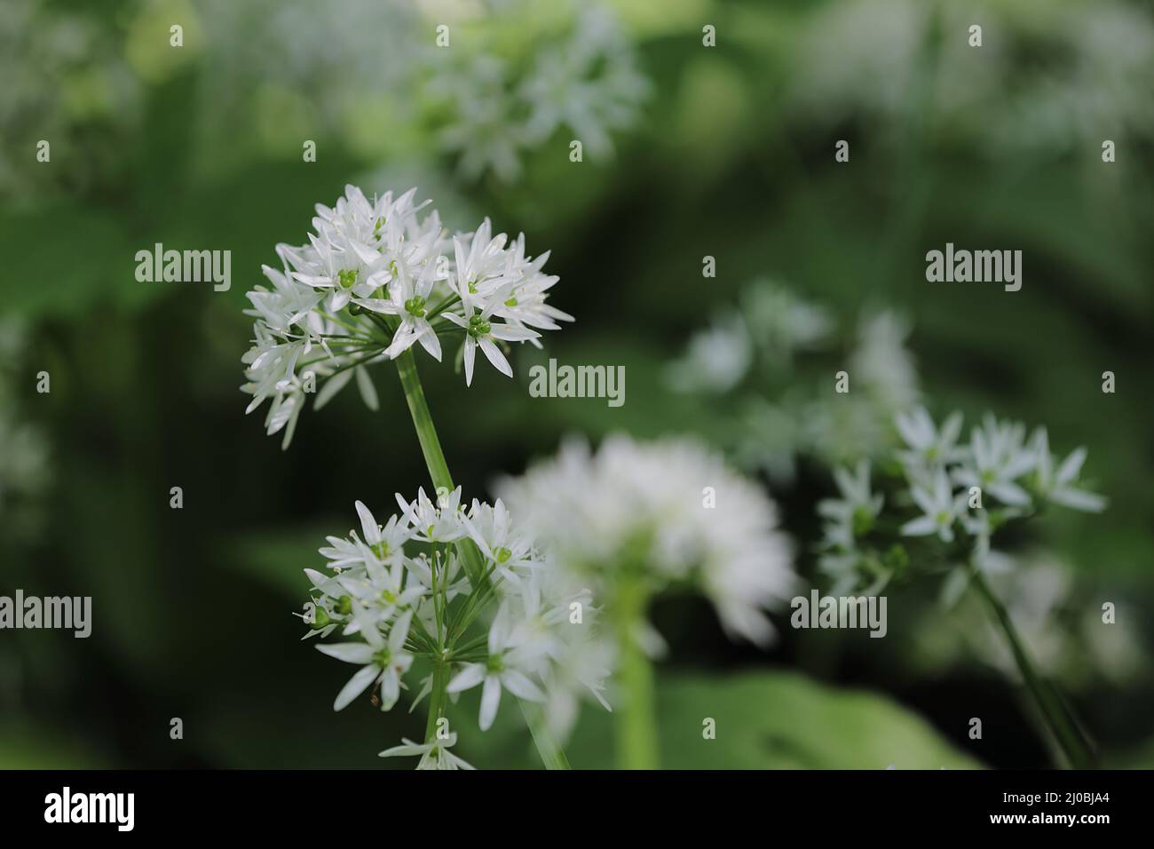 Wild garlic, ramsons, buckrams, Allium ursinum Stock Photo - Alamy