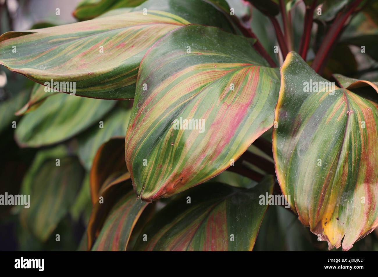 Colorful and beautiful bright red and yellow striped leaves of a plant ...