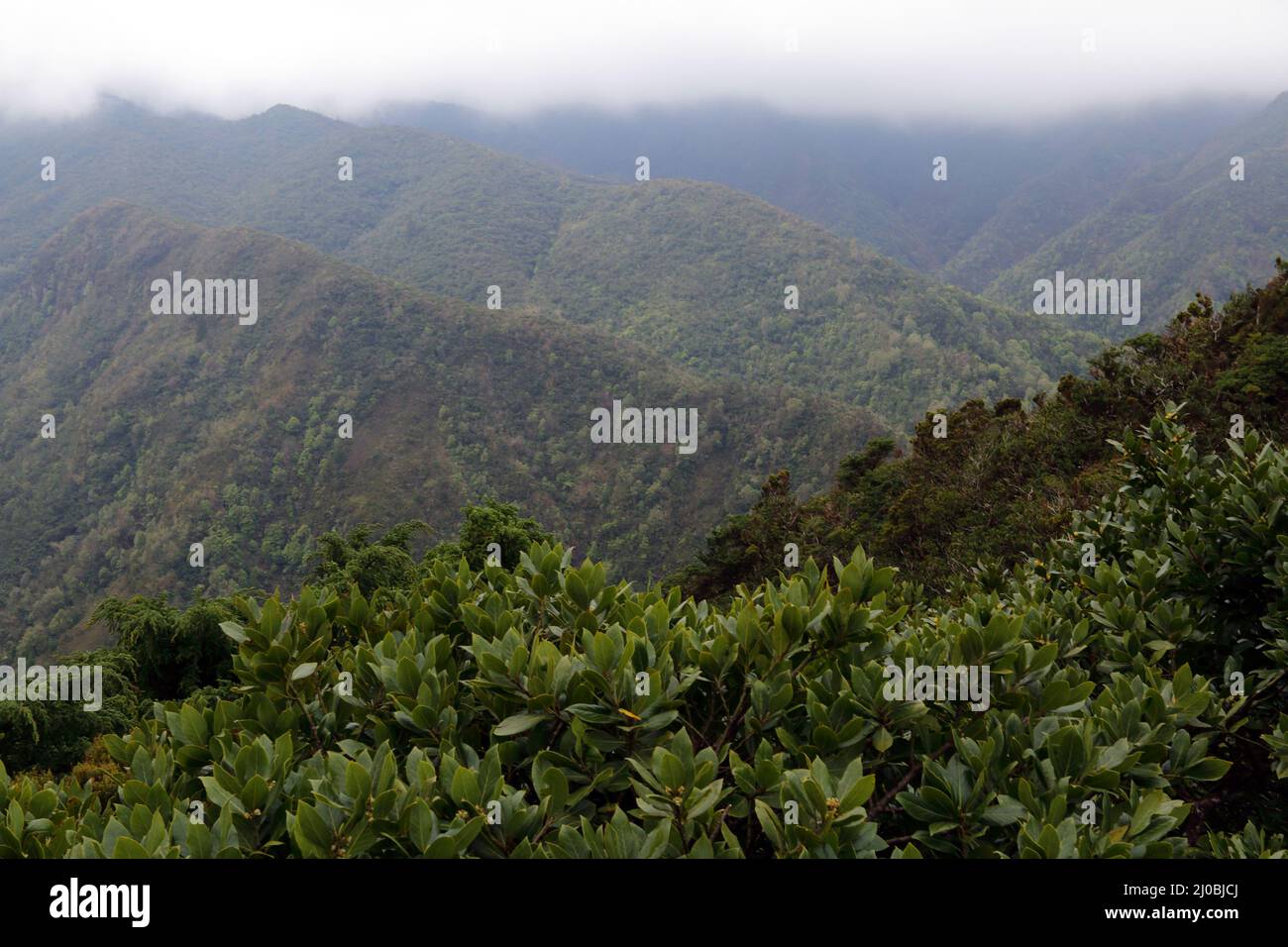 Forest landscape azores hi-res stock photography and images - Alamy