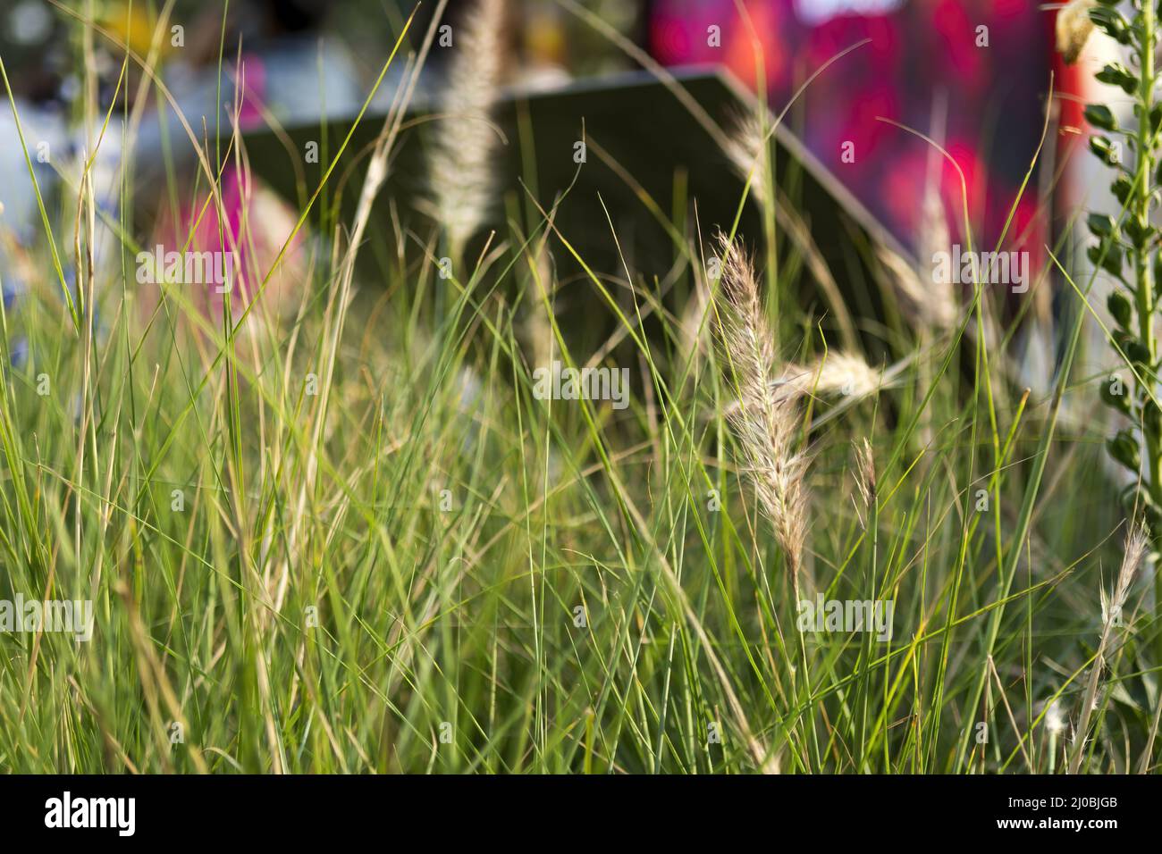 Grass in Hong Kong Flower show in Victoria Park, Hong Kong Stock Photo ...
