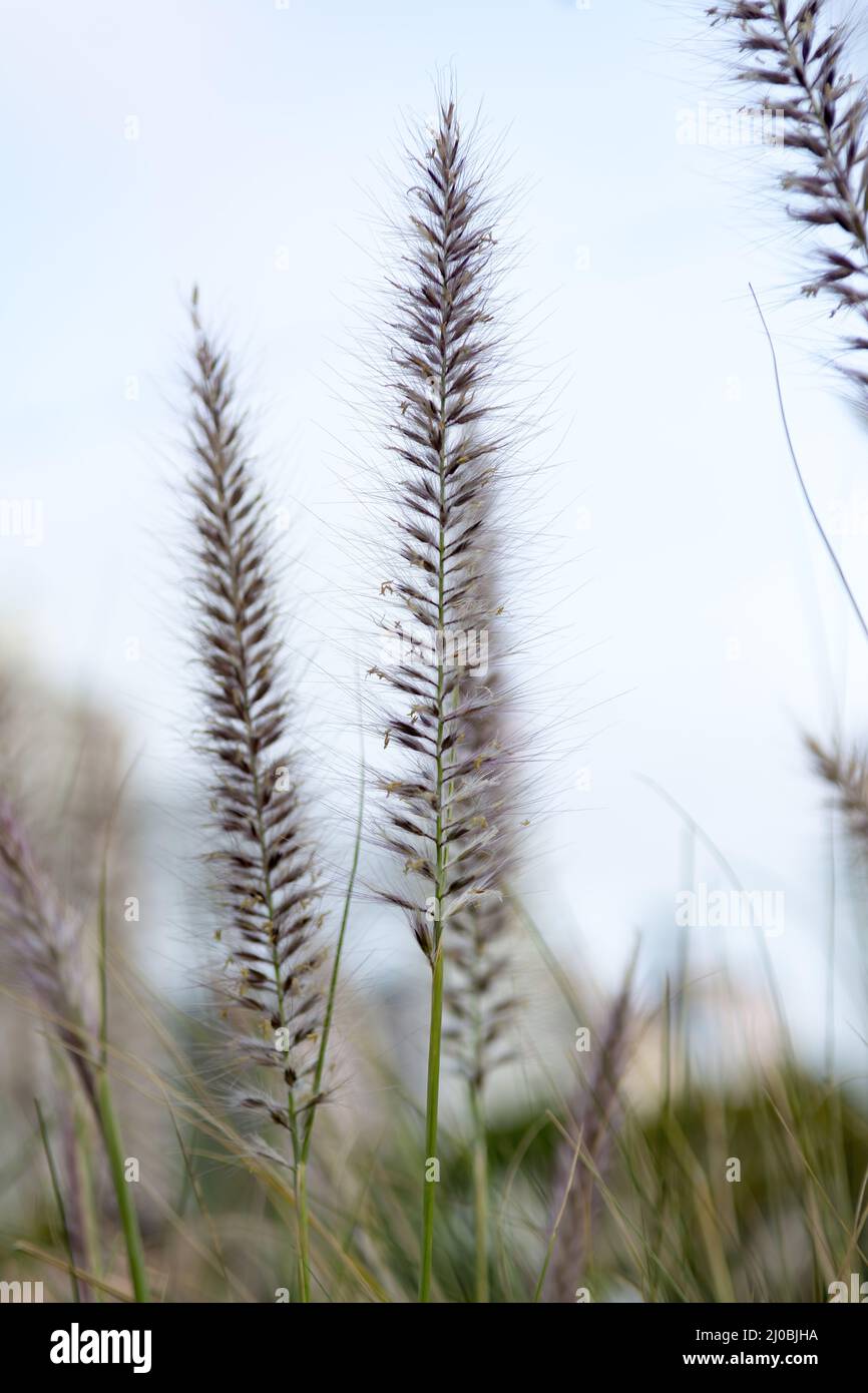 Grass in Hong Kong Flower show 2018 in Victoria Park, Hong Kong Stock ...