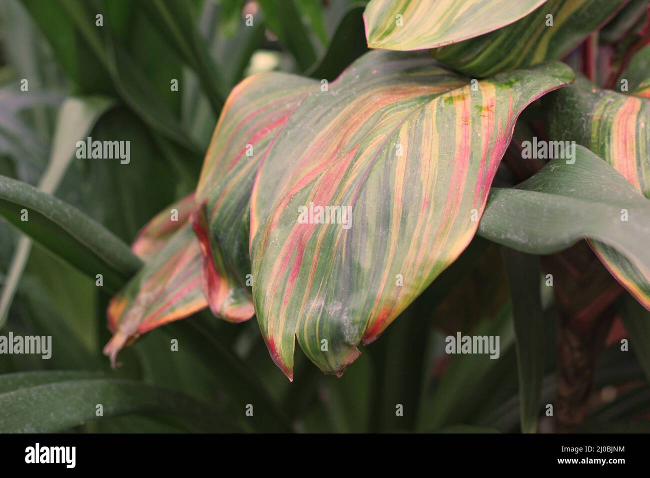 Colorful and beautiful bright red and yellow striped leaves of a plant ...