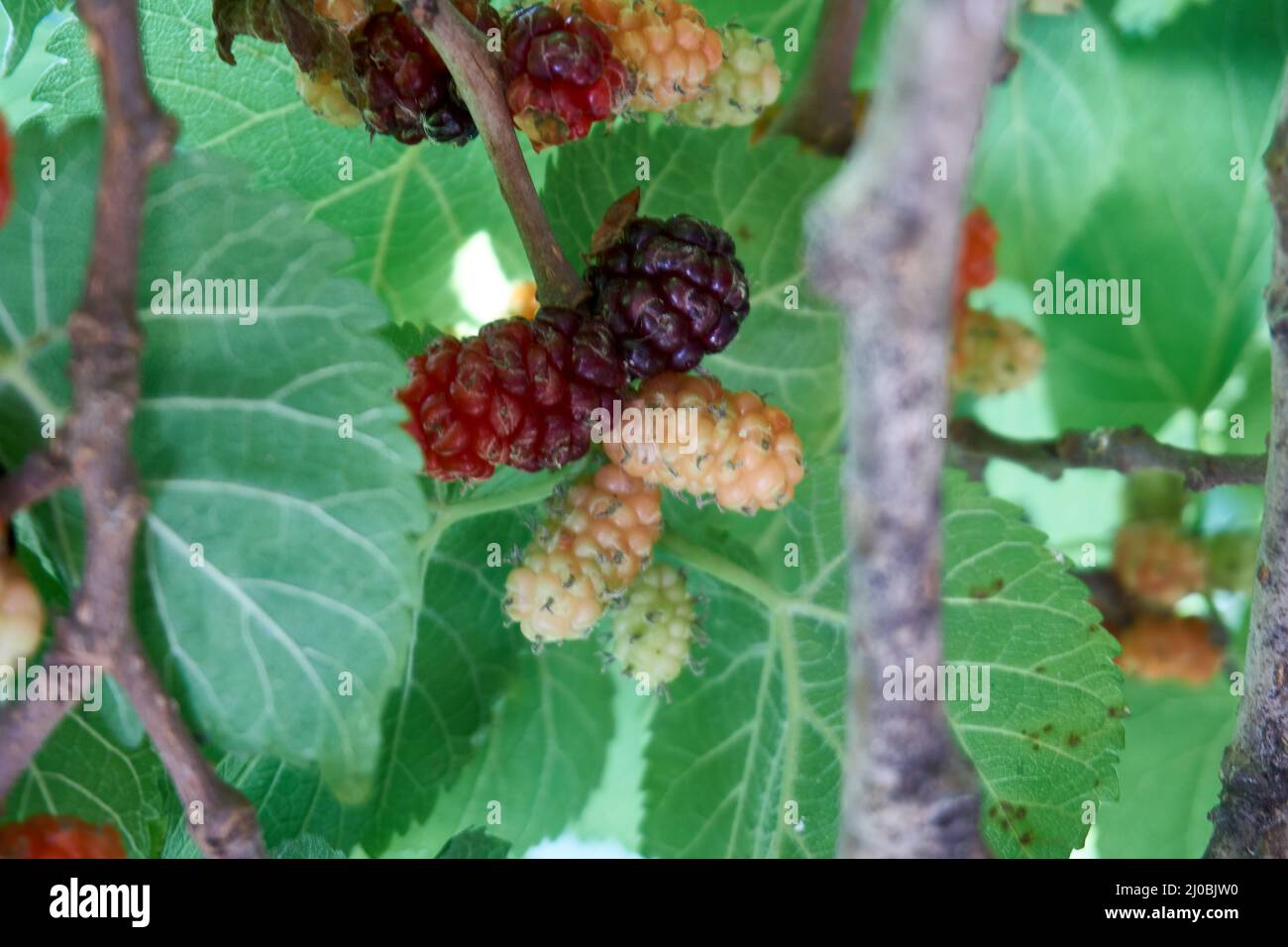 Fresh and organic mulberry fruits Stock Photo - Alamy