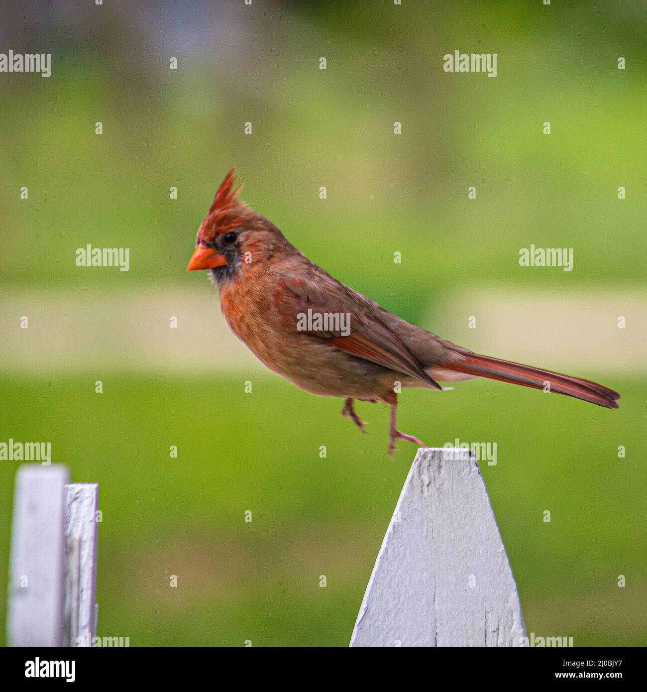 Cardinal closeup face hi-res stock photography and images - Alamy