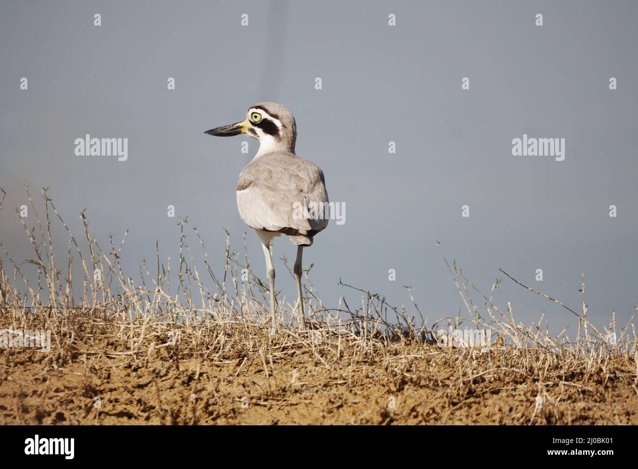 Stone curlew species hi-res stock photography and images - Alamy