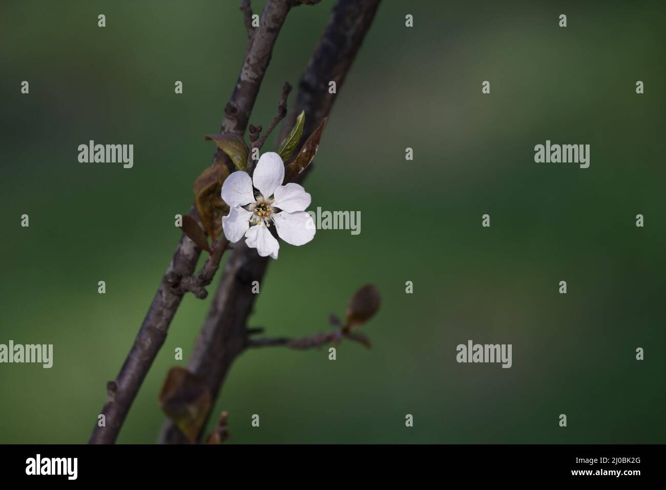 Single cherry blossom tree hi-res stock photography and images - Alamy