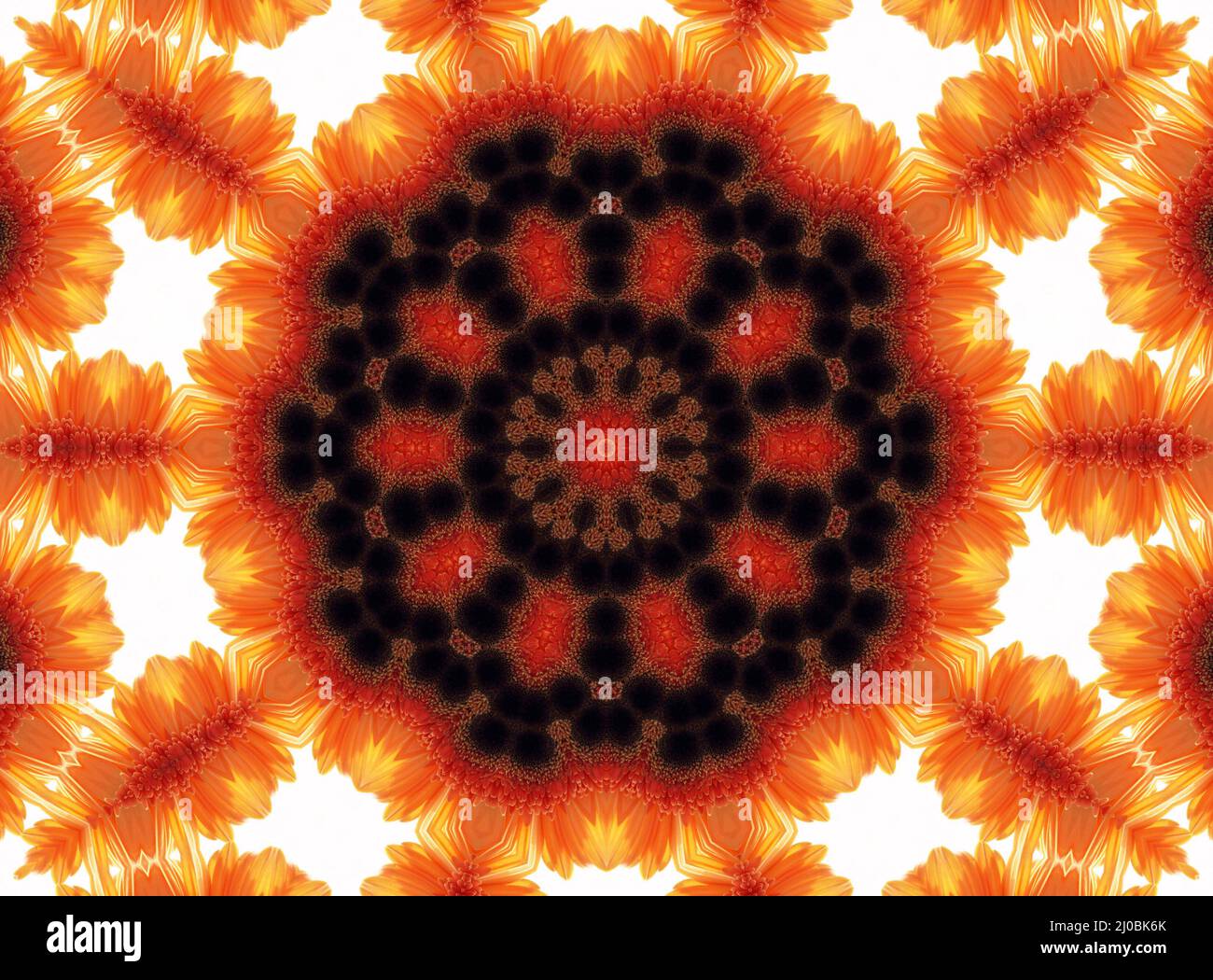 Gerber flower abstract pattern Stock Photo - Alamy