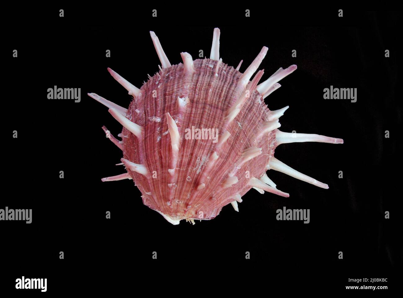 Spiny sea shell hi-res stock photography and images - Alamy