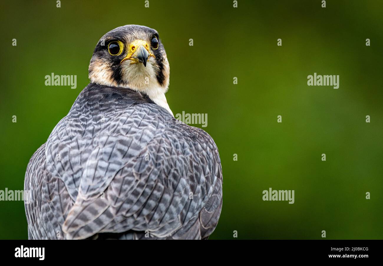 Peregrine Falcon portrait Stock Photo - Alamy