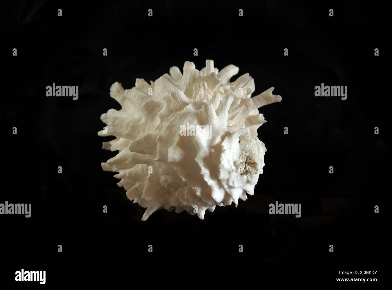 Spiny sea shell hi-res stock photography and images - Alamy