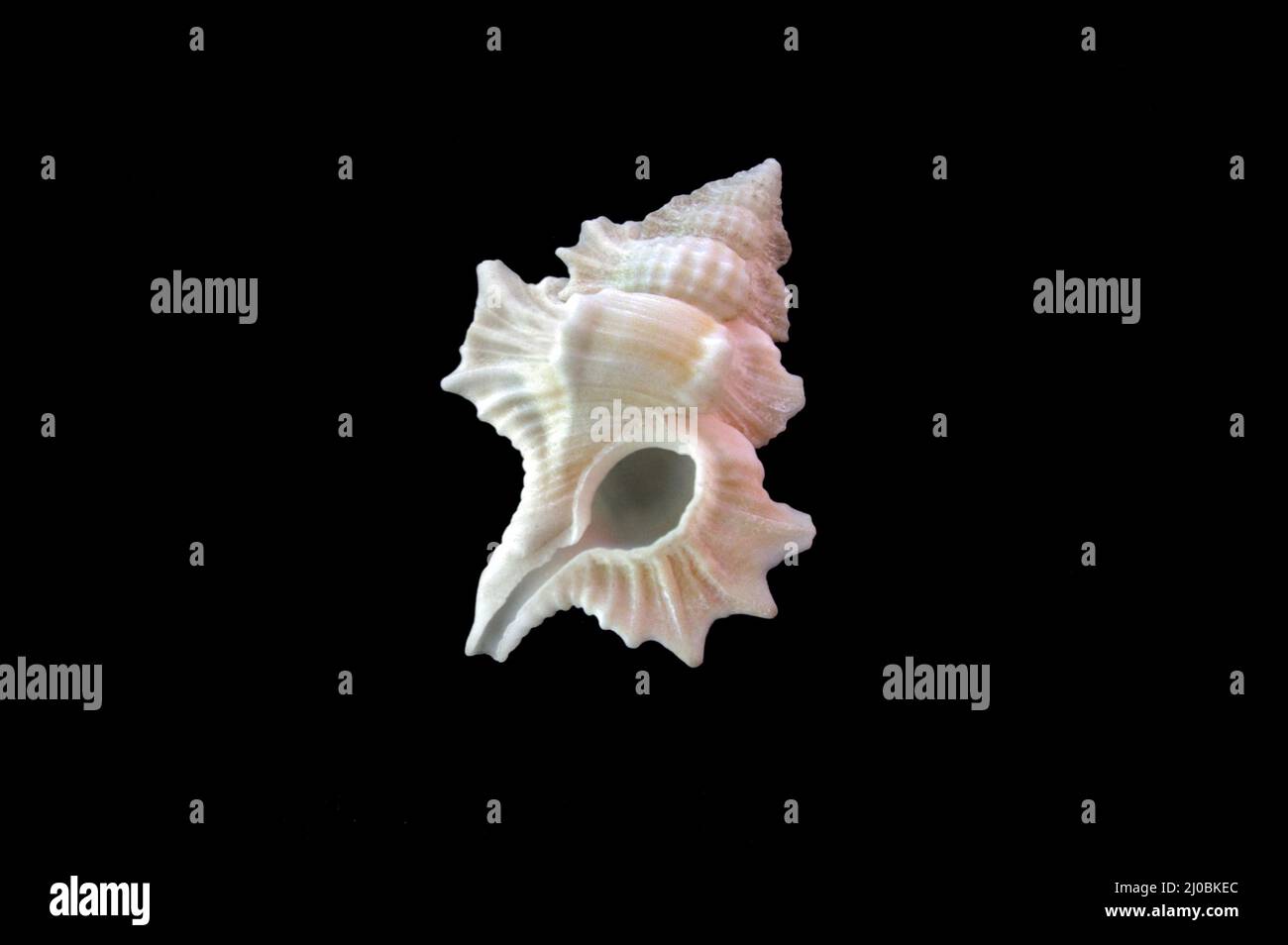 Shell and biology hi-res stock photography and images - Alamy