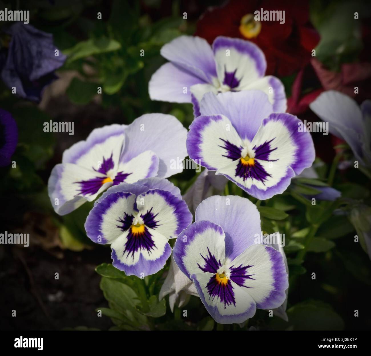Blue and white pansies closeup on a bed Stock Photo - Alamy
