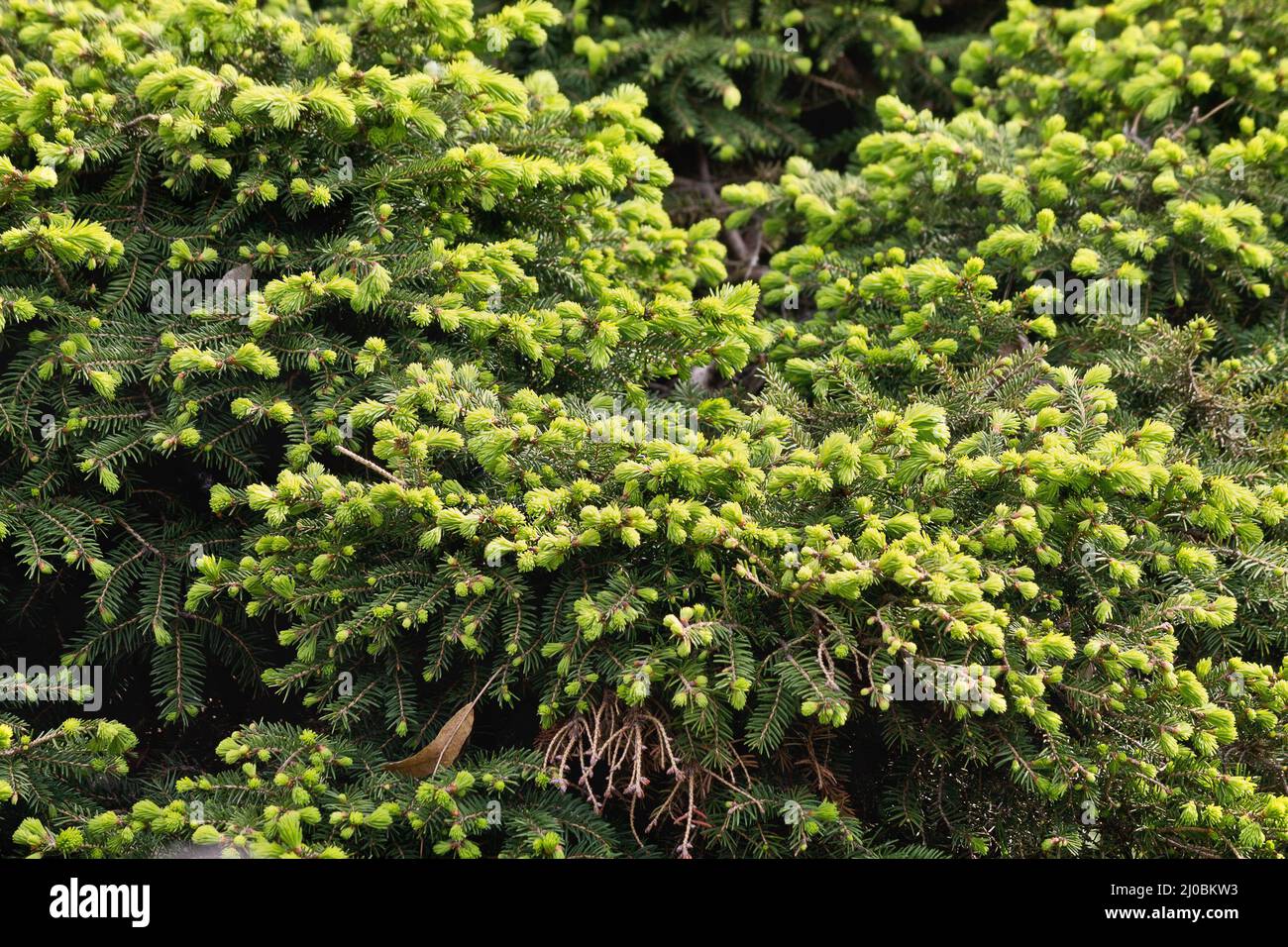 Closeup tree branches hi-res stock photography and images - Alamy