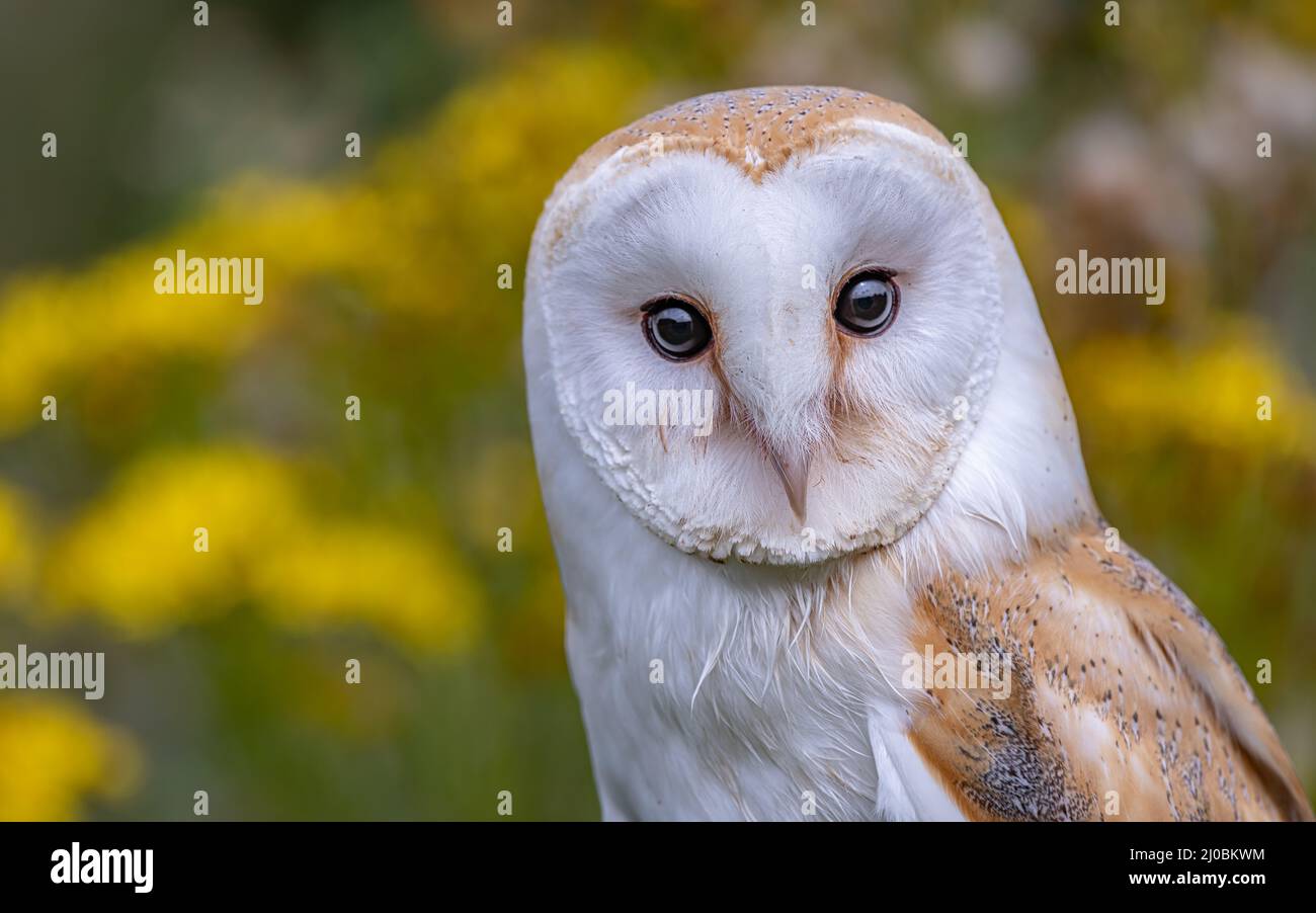Barn owl portrait Stock Photo - Alamy