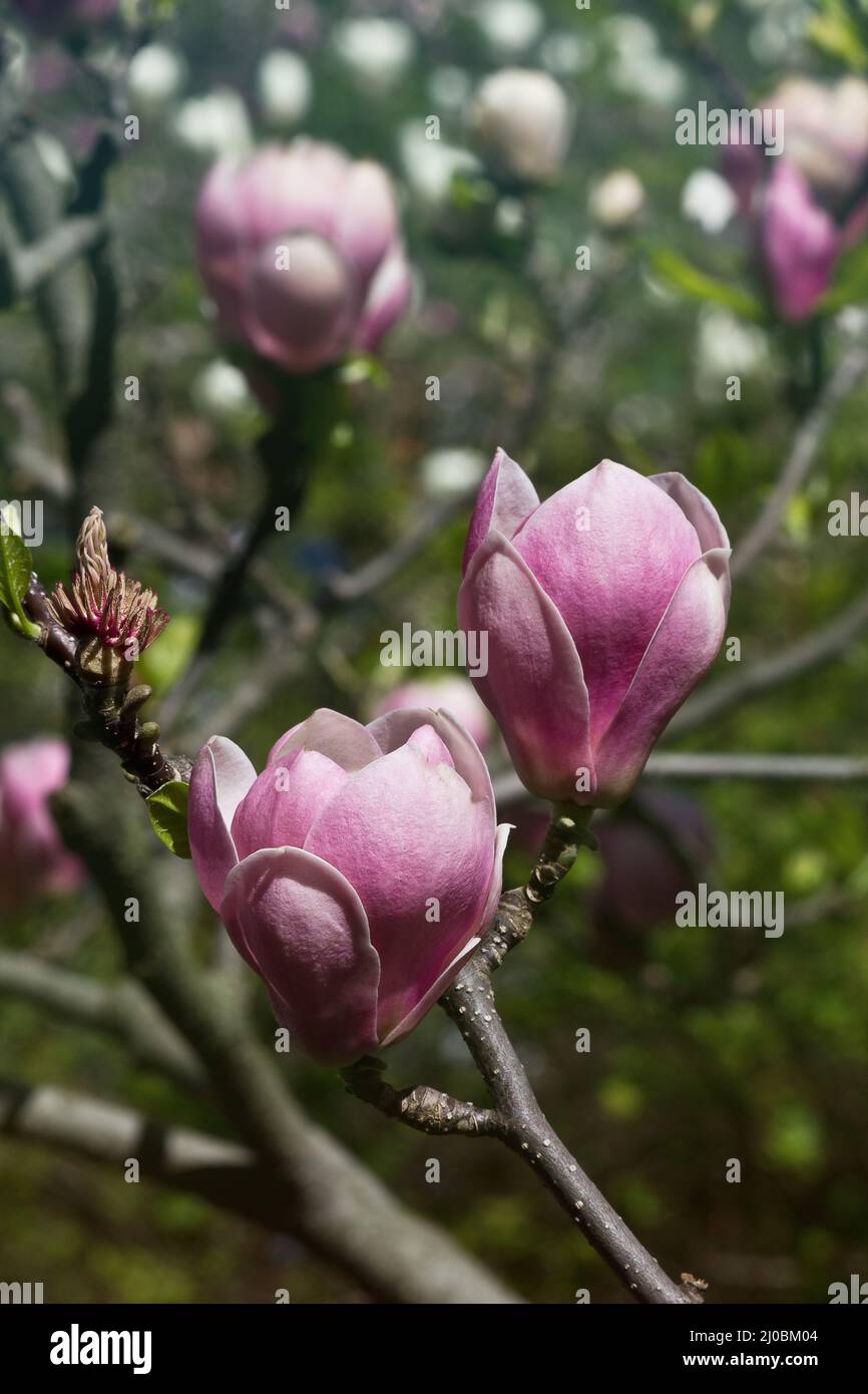 Magnolia branch hi-res stock photography and images - Alamy