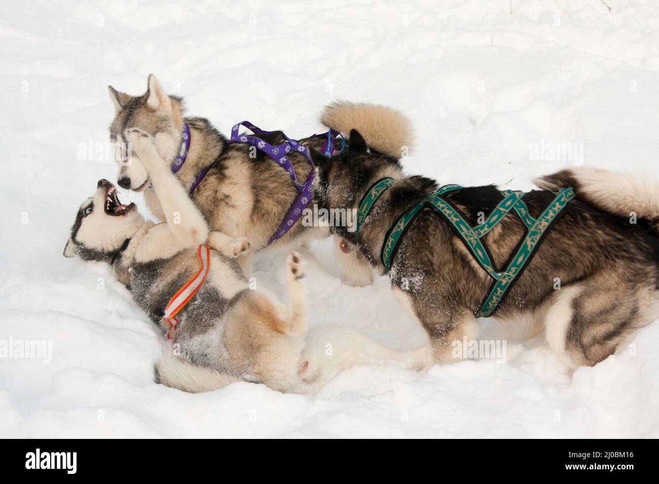 Playing siberian husky dogs outdoor Stock Photo - Alamy