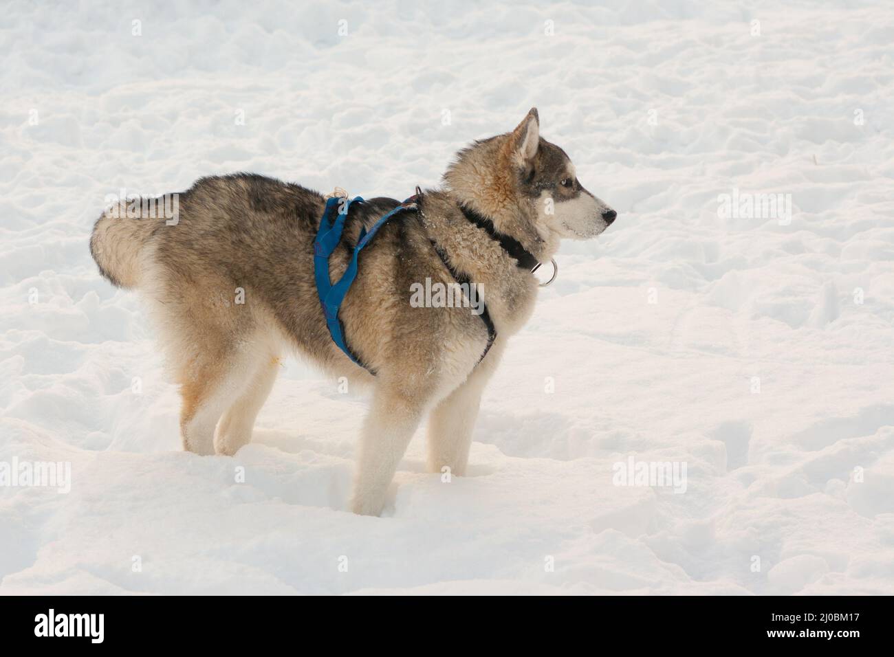 Siberian husky dogs outdoor Stock Photo - Alamy