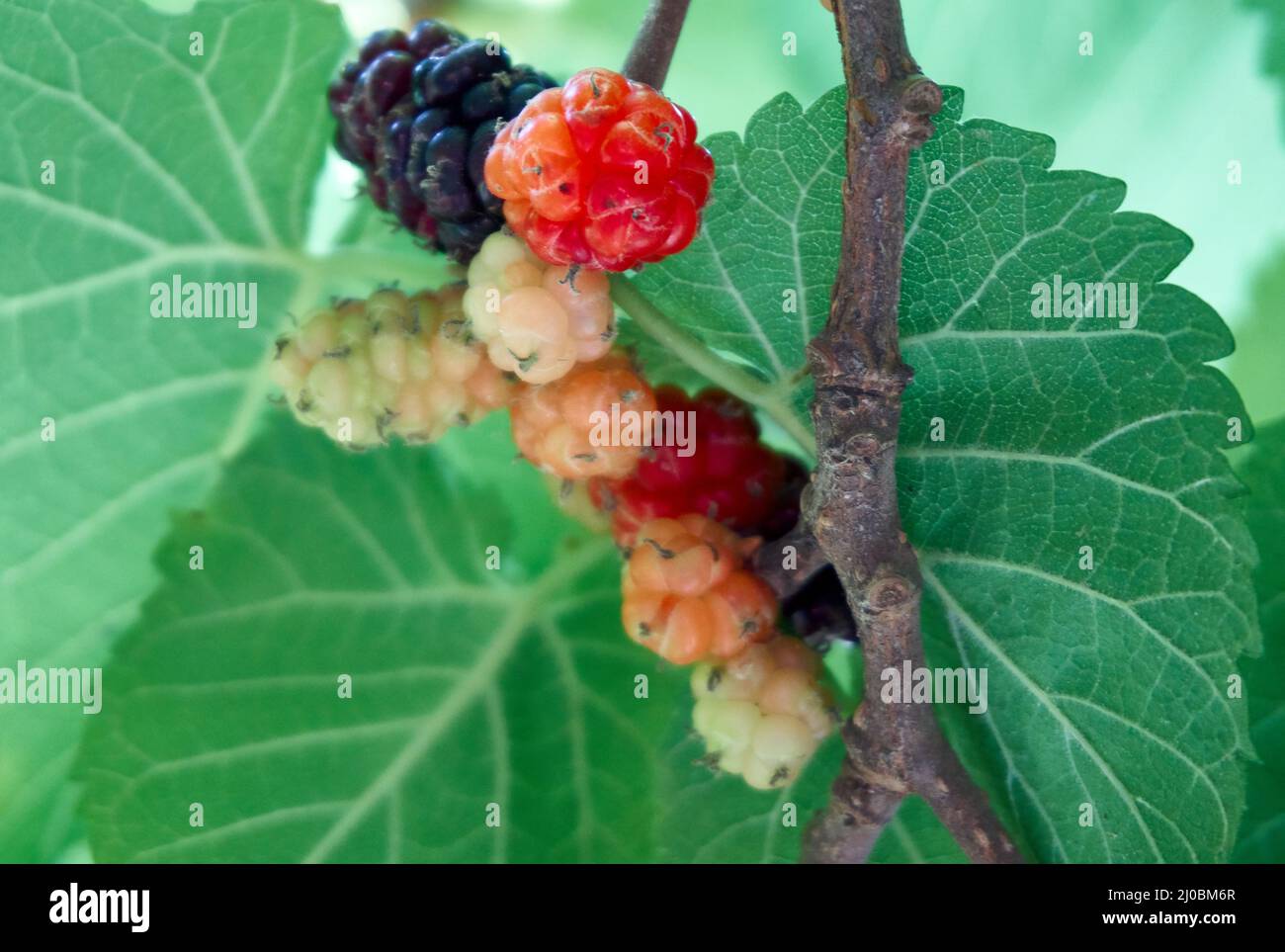Fresh and organic mulberry fruits Stock Photo - Alamy
