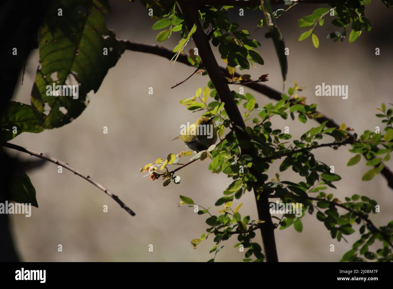 Bird on tree green hi-res stock photography and images - Alamy