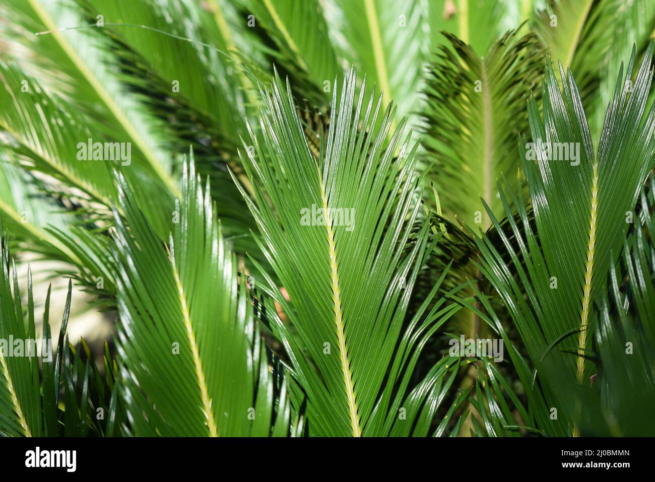 Palm leaves growing in the garden Stock Photo - Alamy