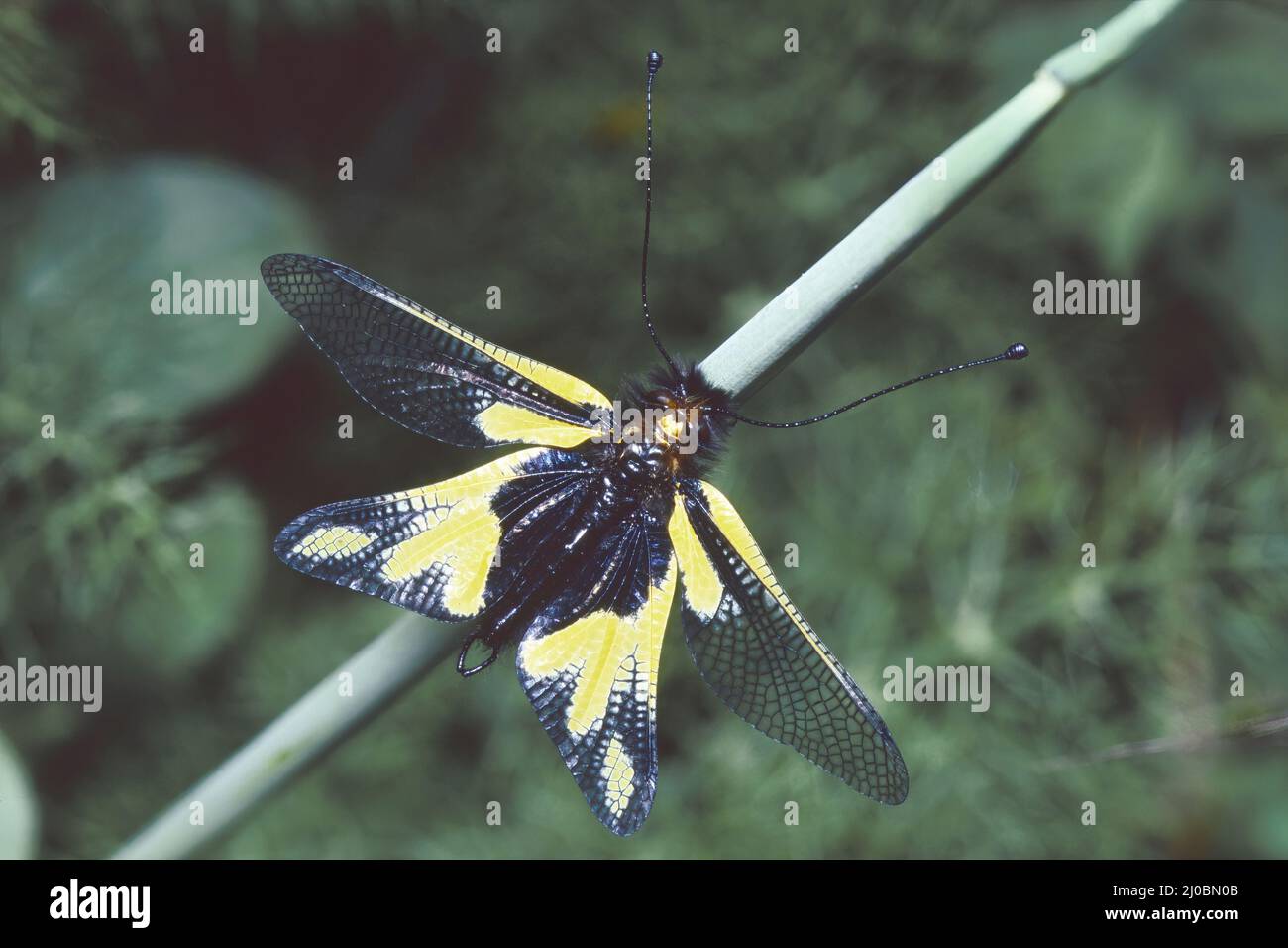 male specimen of owly sulphur, Libelloides coccajus, Ascalaphidae Stock ...
