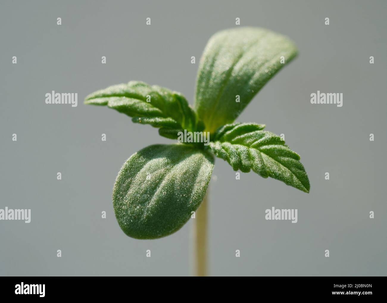 Cannabis sprout close up. Fresh young marijuana seedling. Growing plant ...