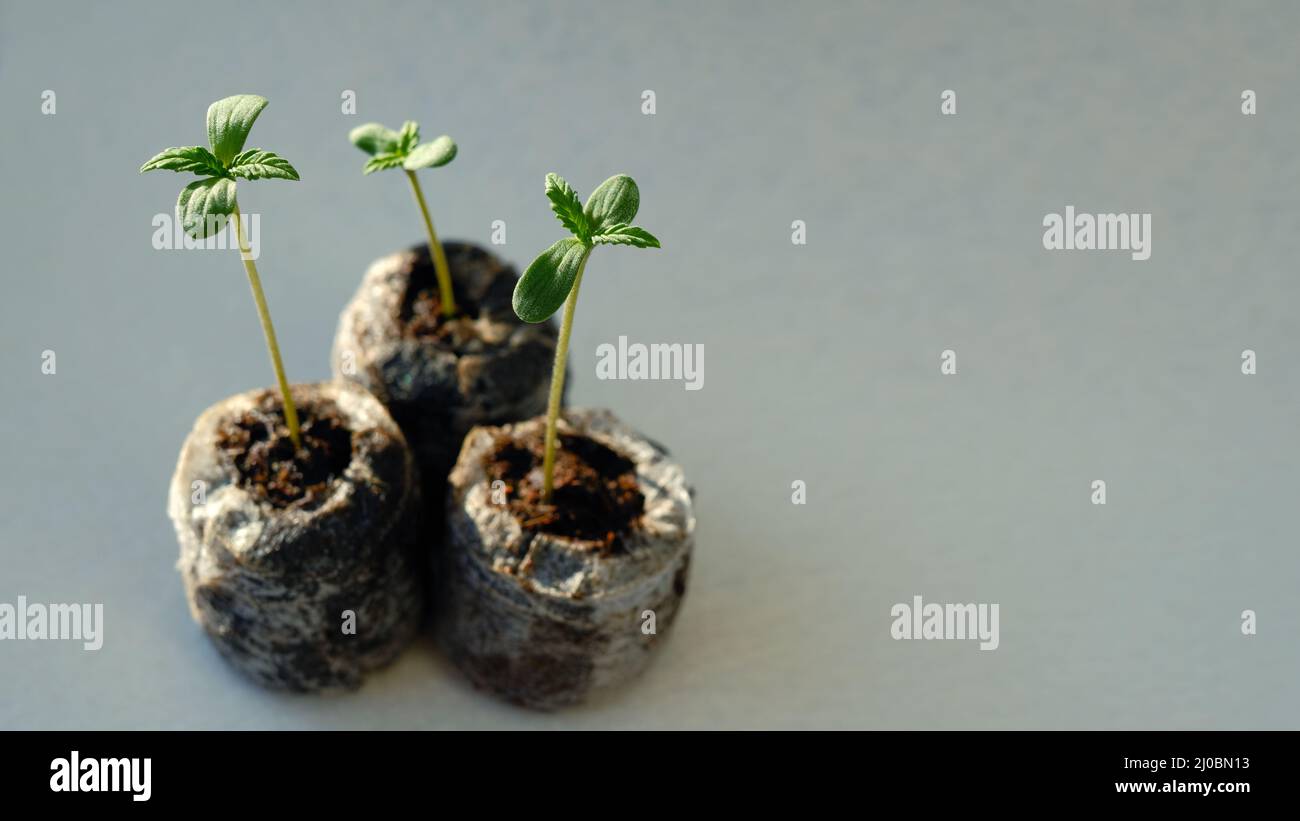 Cannabis sprouts close up. Fresh young marijuana seedling. Growing ...