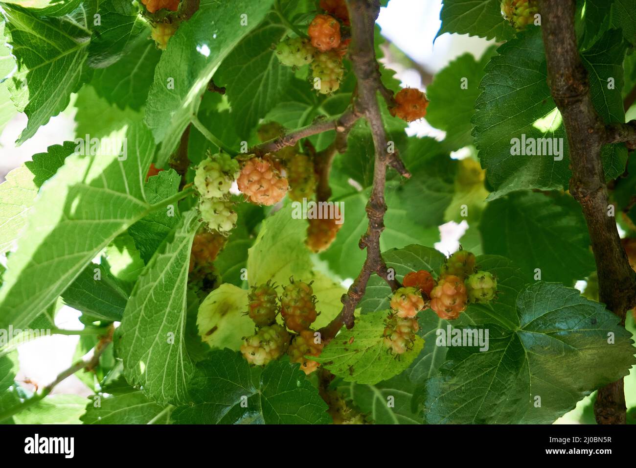 Fresh and organic mulberry fruits Stock Photo - Alamy