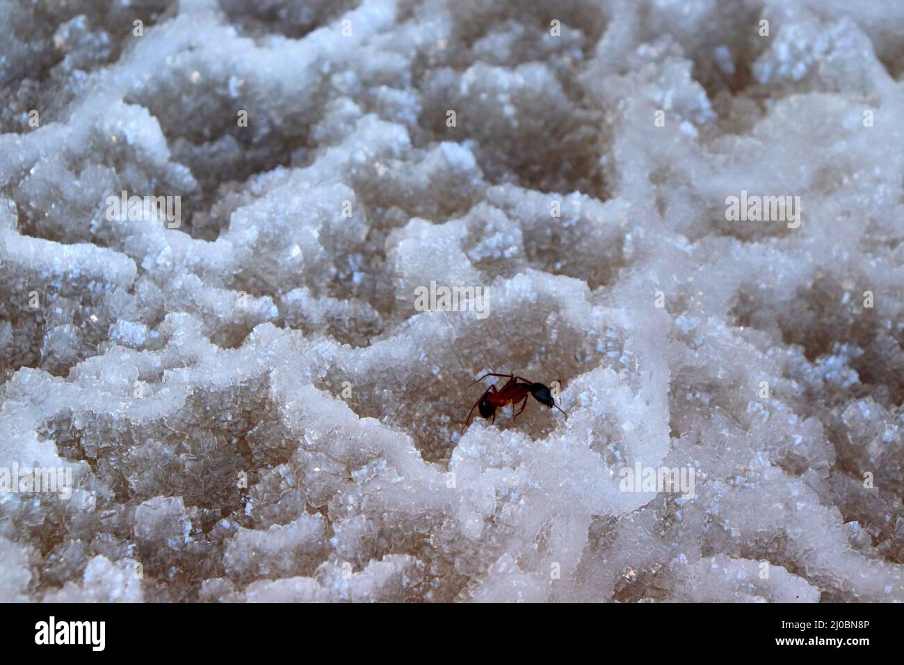 Middle east insects hi-res stock photography and images - Alamy