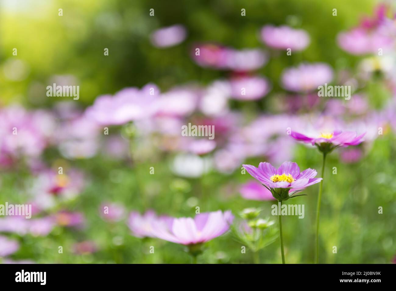 Beautiful shot of purple cosmos flowers Stock Photo - Alamy
