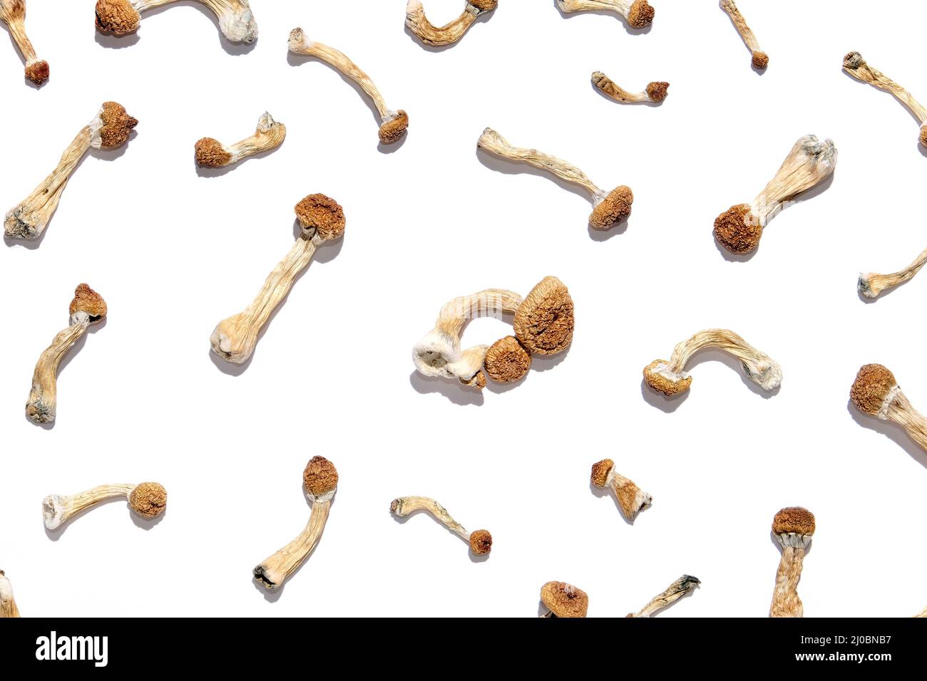 Psilocybe Cubensis mushrooms on white background, isolated layout ...