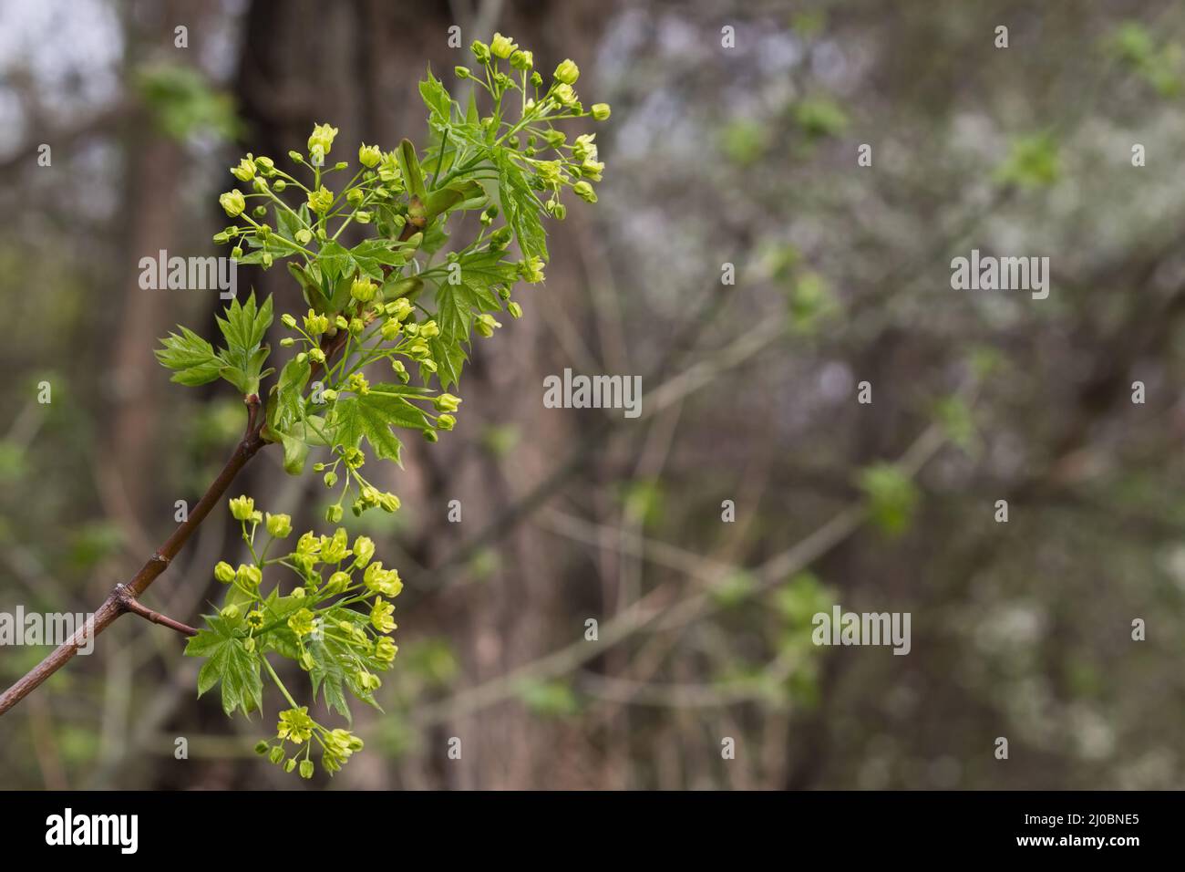 A branch of maple with flowers and young leaves Stock Photo - Alamy